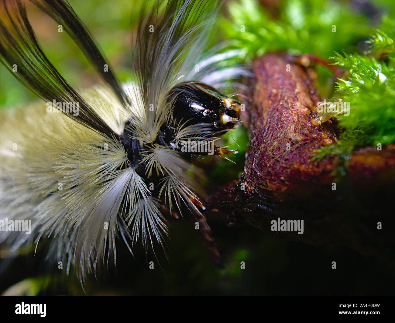 American dagger moth caterpillar hi-res stock photography and images ...