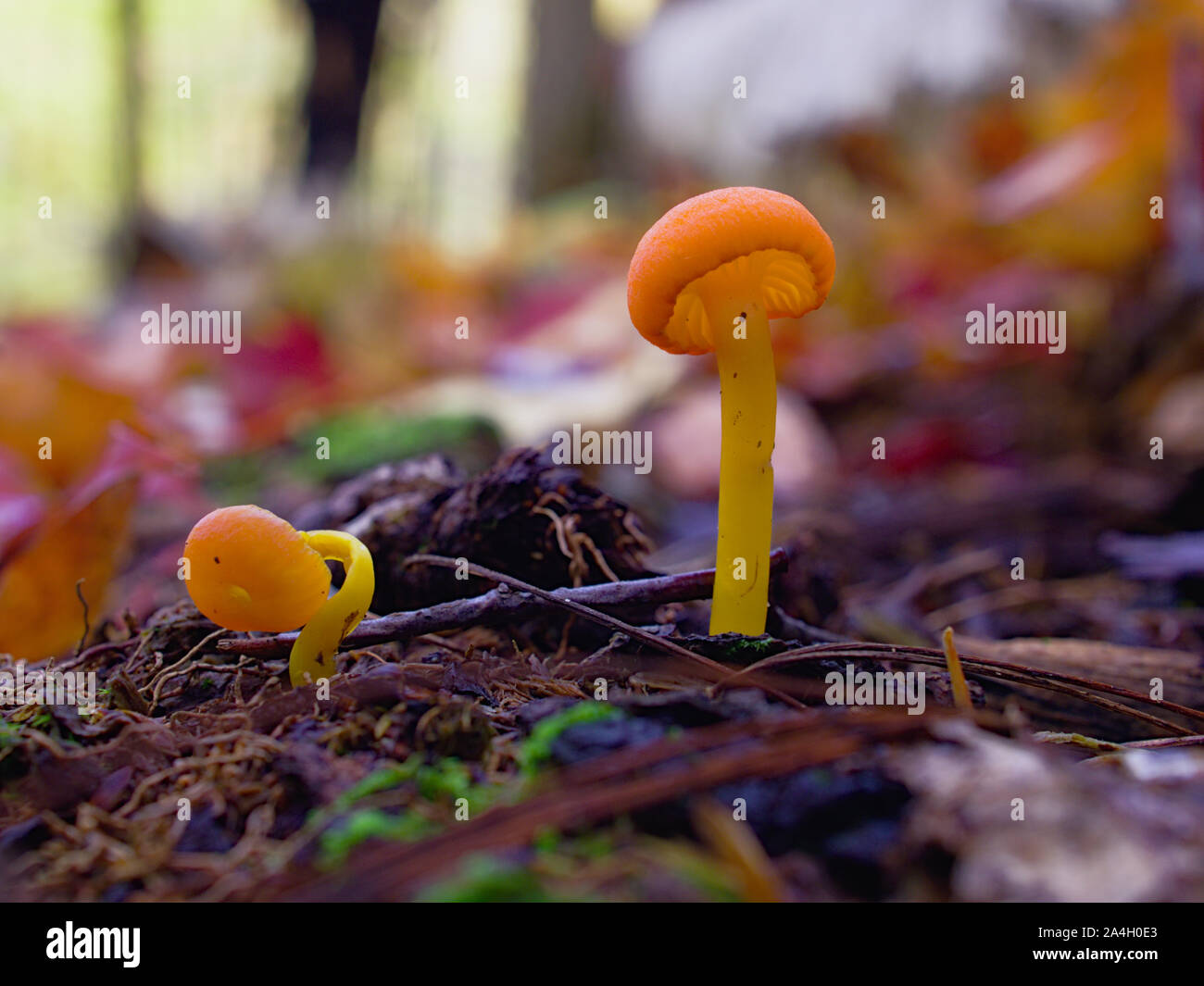 Orange mycena (Mycena leaiana) fungi, Gatineau Park, Quebec, Canada ...