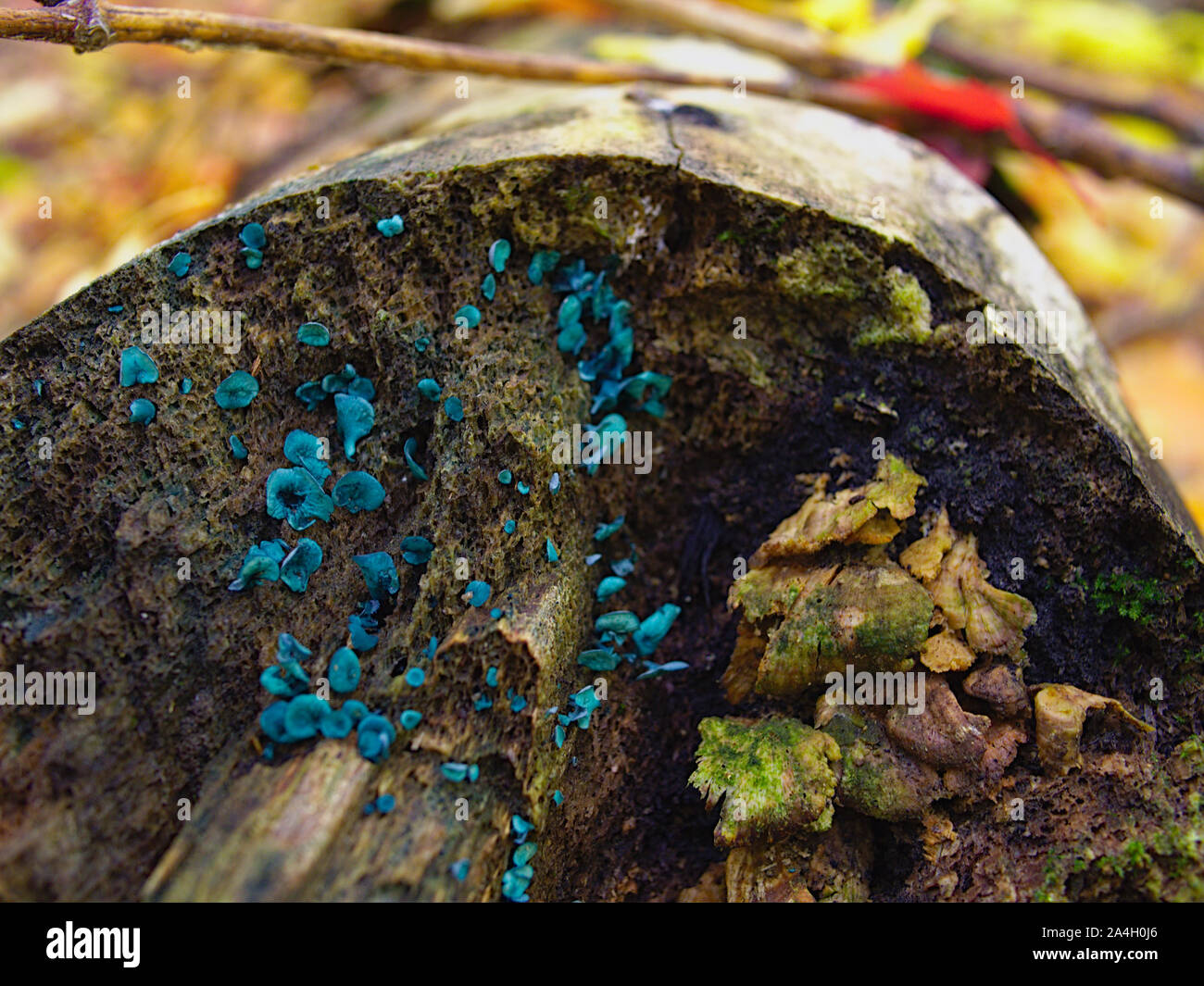 Blue stain fungus hi-res stock photography and images - Alamy