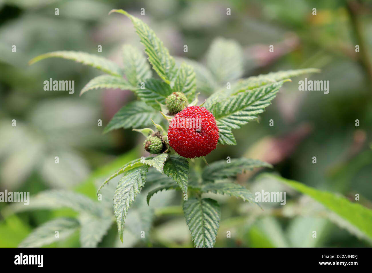 Australian native raspberry hi-res stock photography and images - Alamy