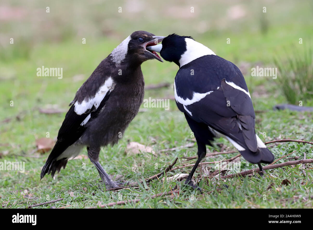 Baby magpie hi-res stock photography and images - Alamy