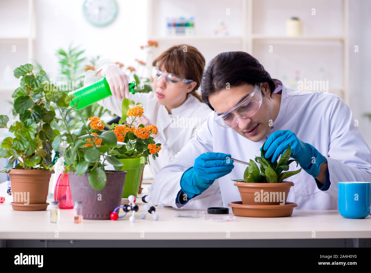Scientist doctor analyzing botanical plants hi-res stock photography ...
