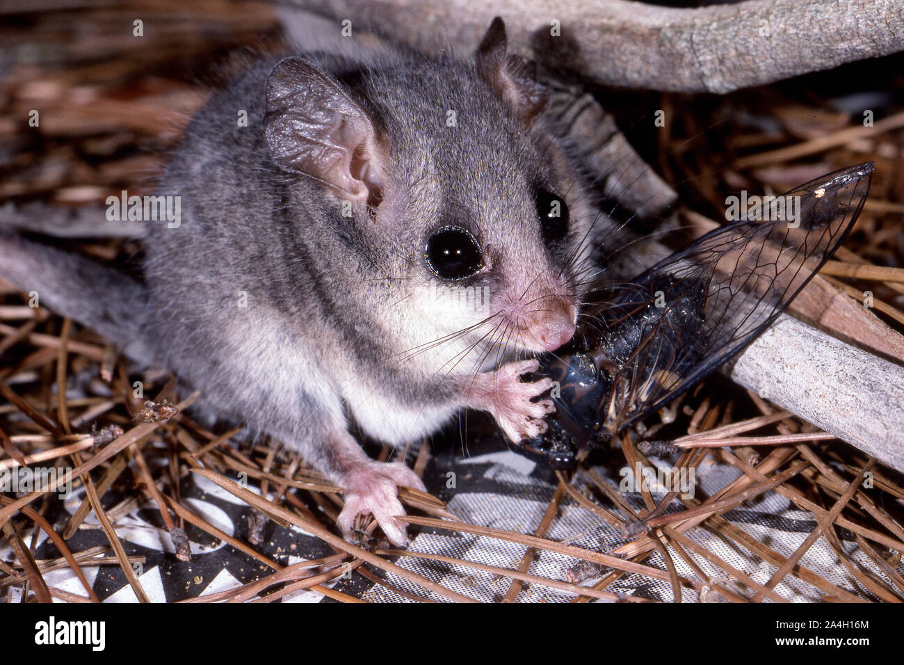 Eastern Pygmy Possum eating cicada Stock Photo - Alamy