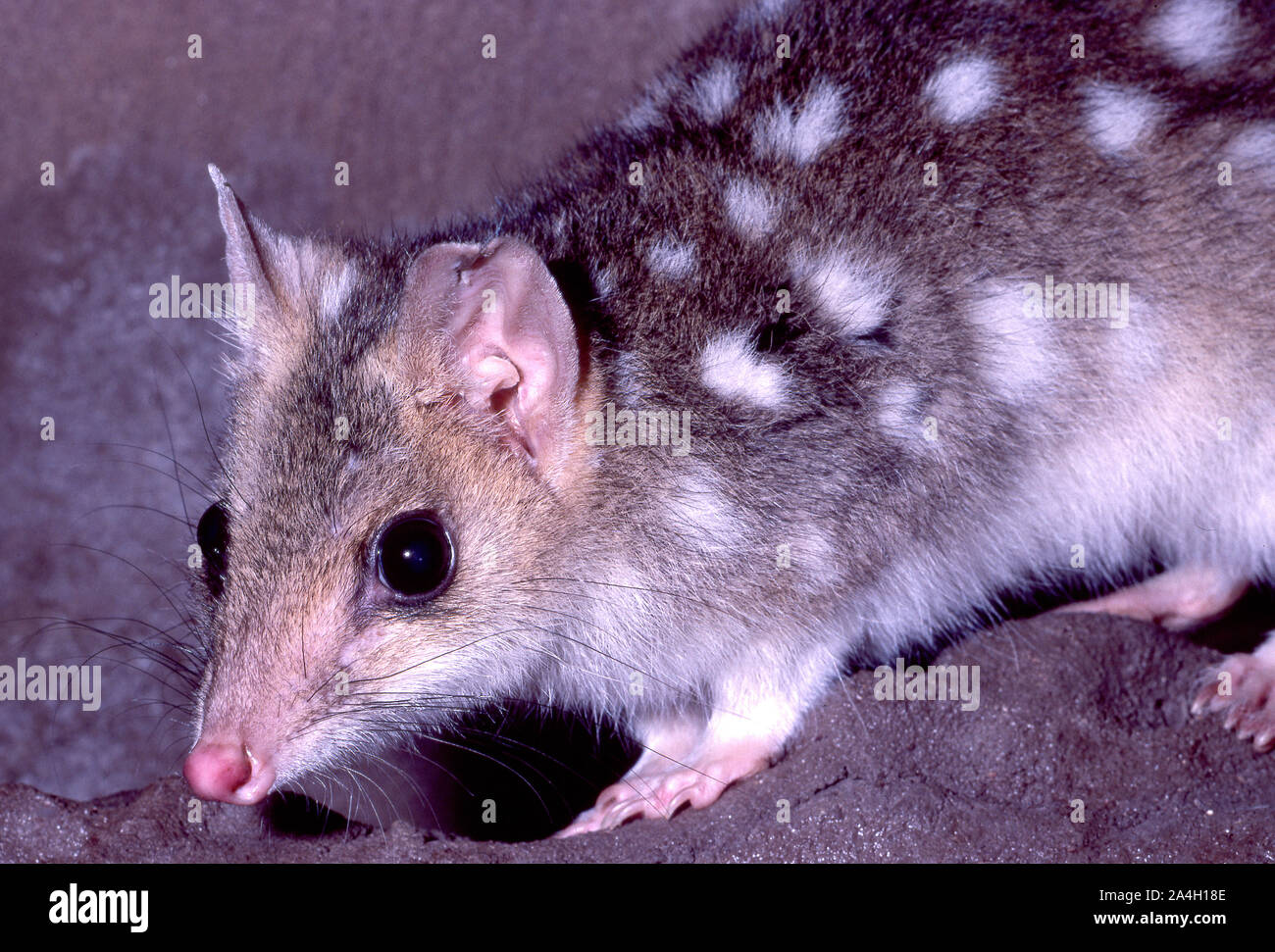 Australian Eastern Quoll or Native Cat Stock Photo - Alamy