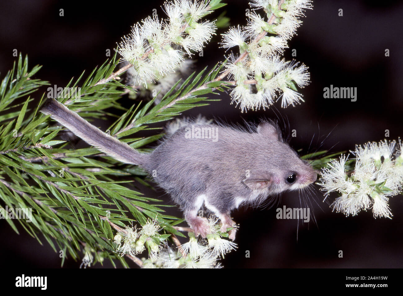 Pygmy glider hi-res stock photography and images - Alamy