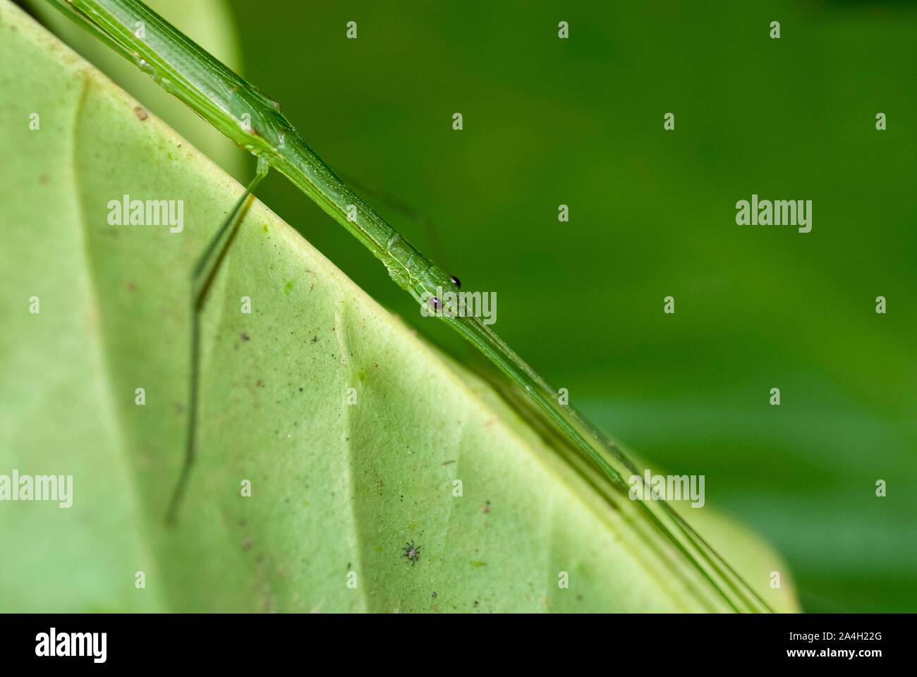 Stick Insect, Phasmatodea Order, on leaf seen during night walk in ...