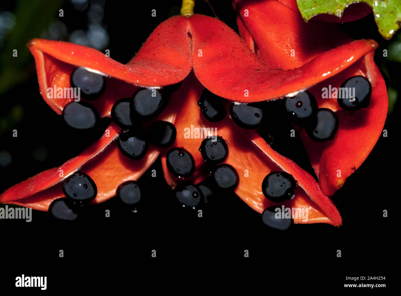 Sterculia hi-res stock photography and images - Alamy