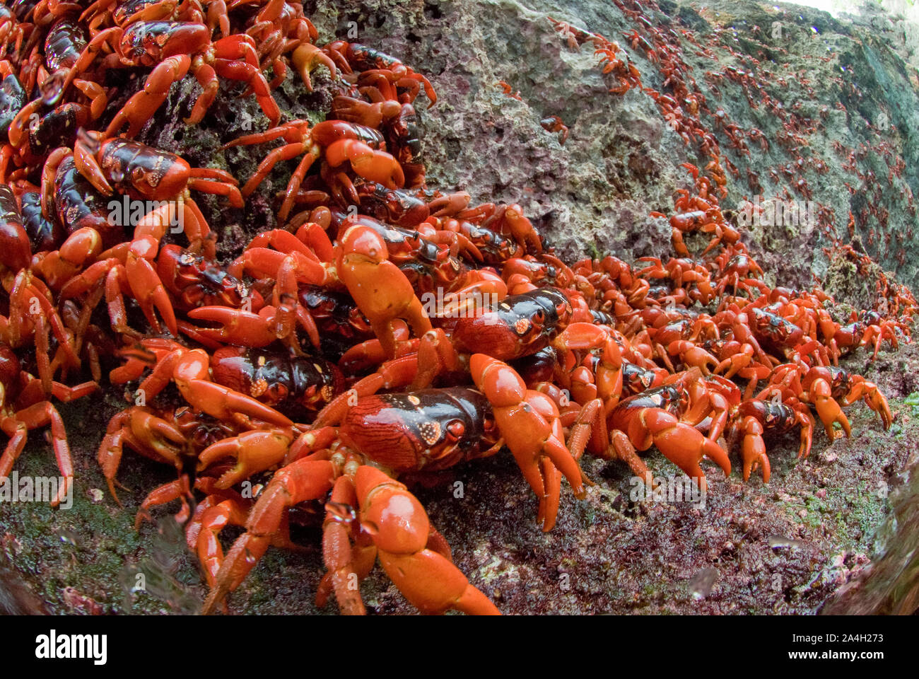 Red crab migration hi-res stock photography and images - Alamy