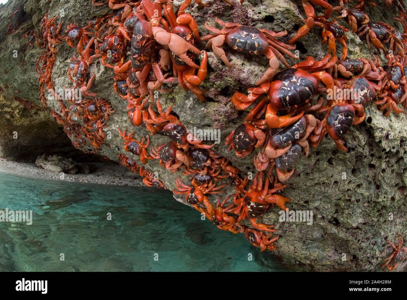 Red crabs australia hi-res stock photography and images - Alamy