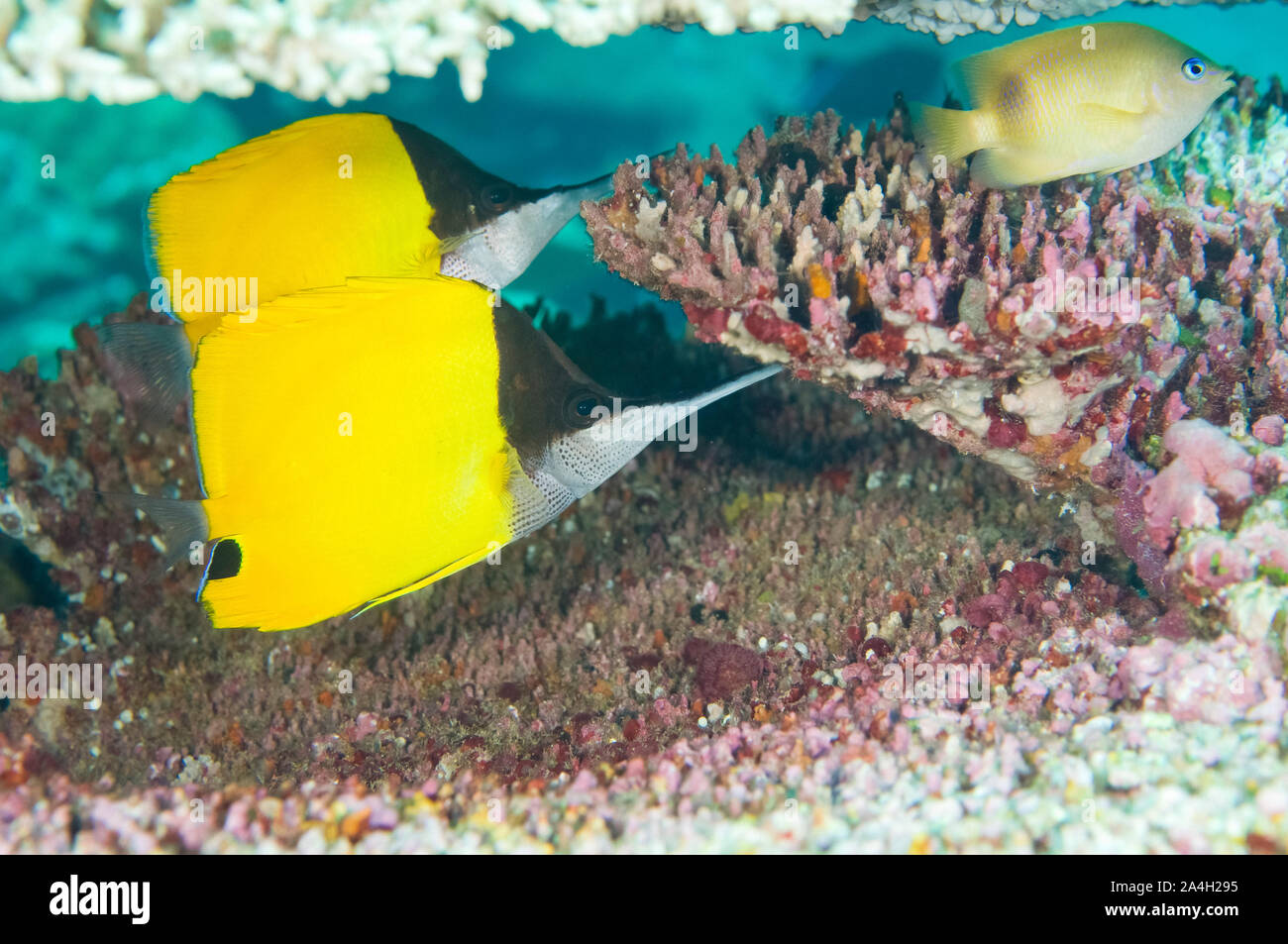 Big Longnose Butterflyfish, Forcipiger longirostris, Rhoda Beach dive ...