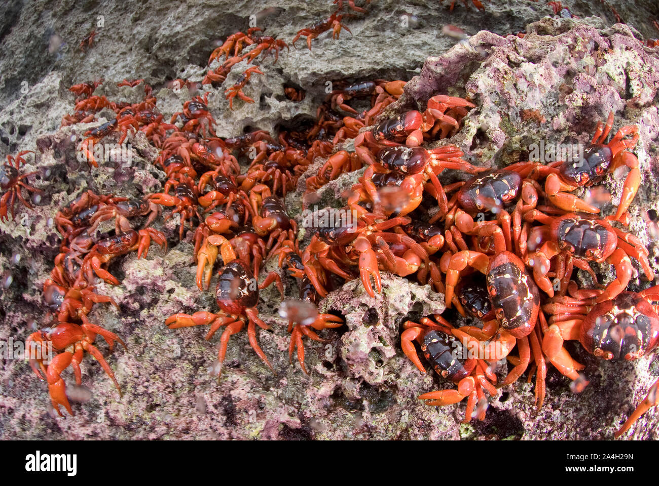 Red crab migration hi-res stock photography and images - Alamy
