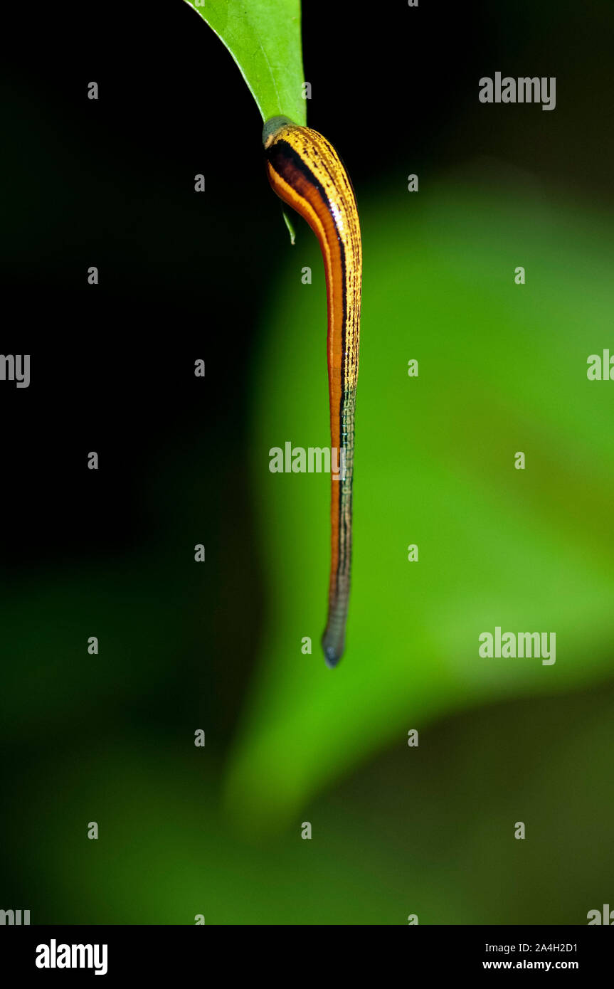 Tiger leech hi-res stock photography and images - Alamy