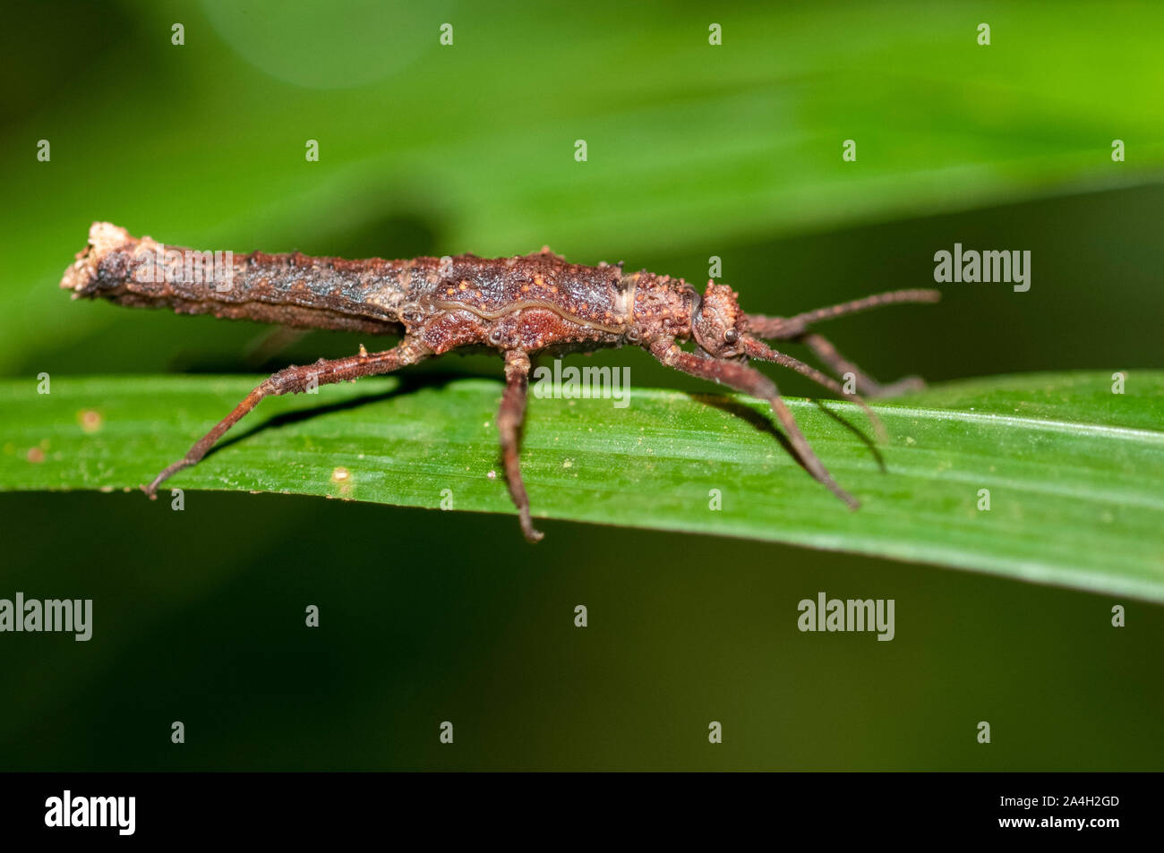 Stick-insect, Pylaemenes mitratus, on leaf, Night walk in rainforest ...