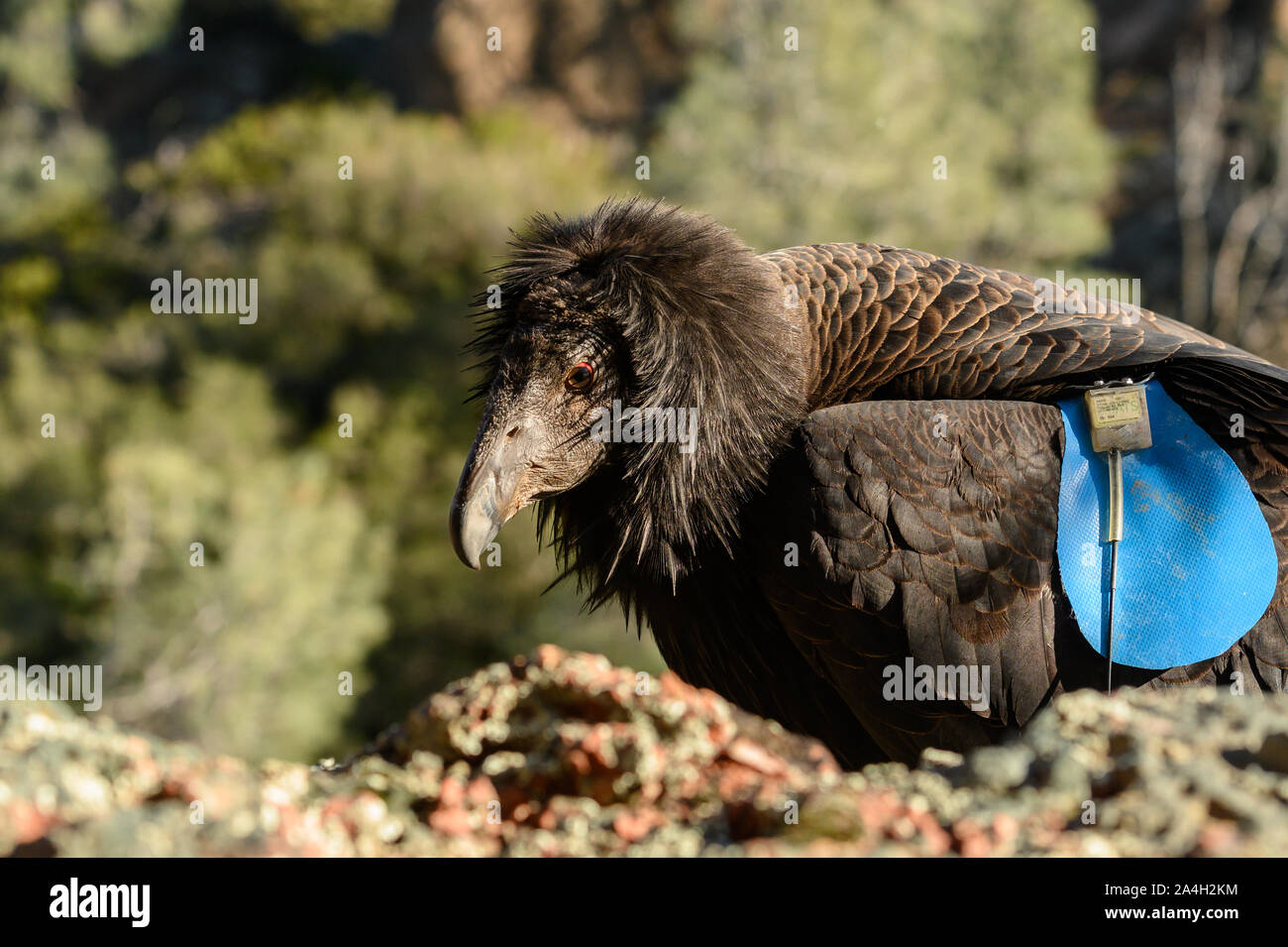 Wildlife tracking tag hi-res stock photography and images - Alamy