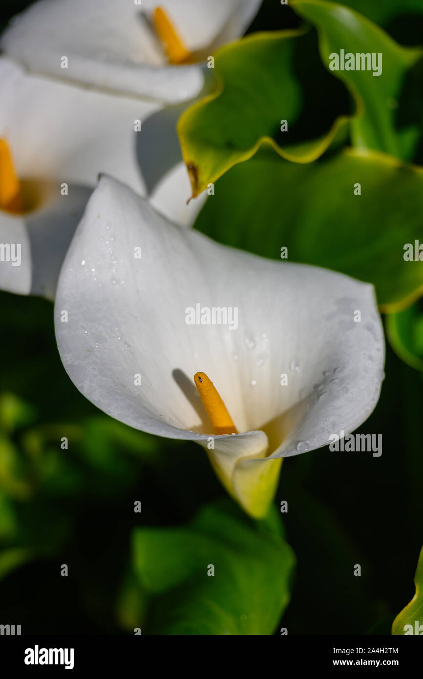 Calla Lily Bloom Soaks Up Sun in morning light Stock Photo - Alamy