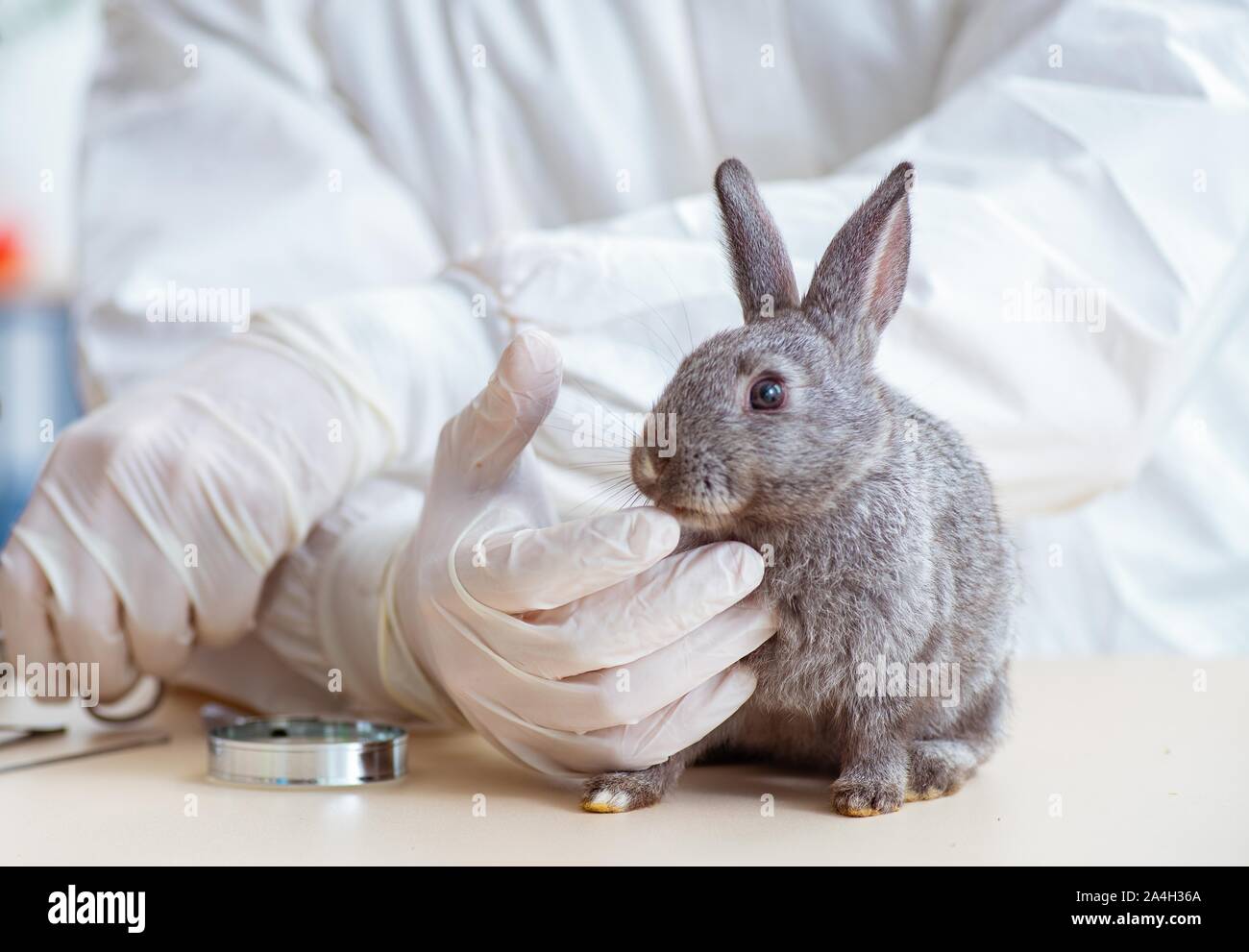 The vet doctor checking up rabbit in his clinic Stock Photo - Alamy