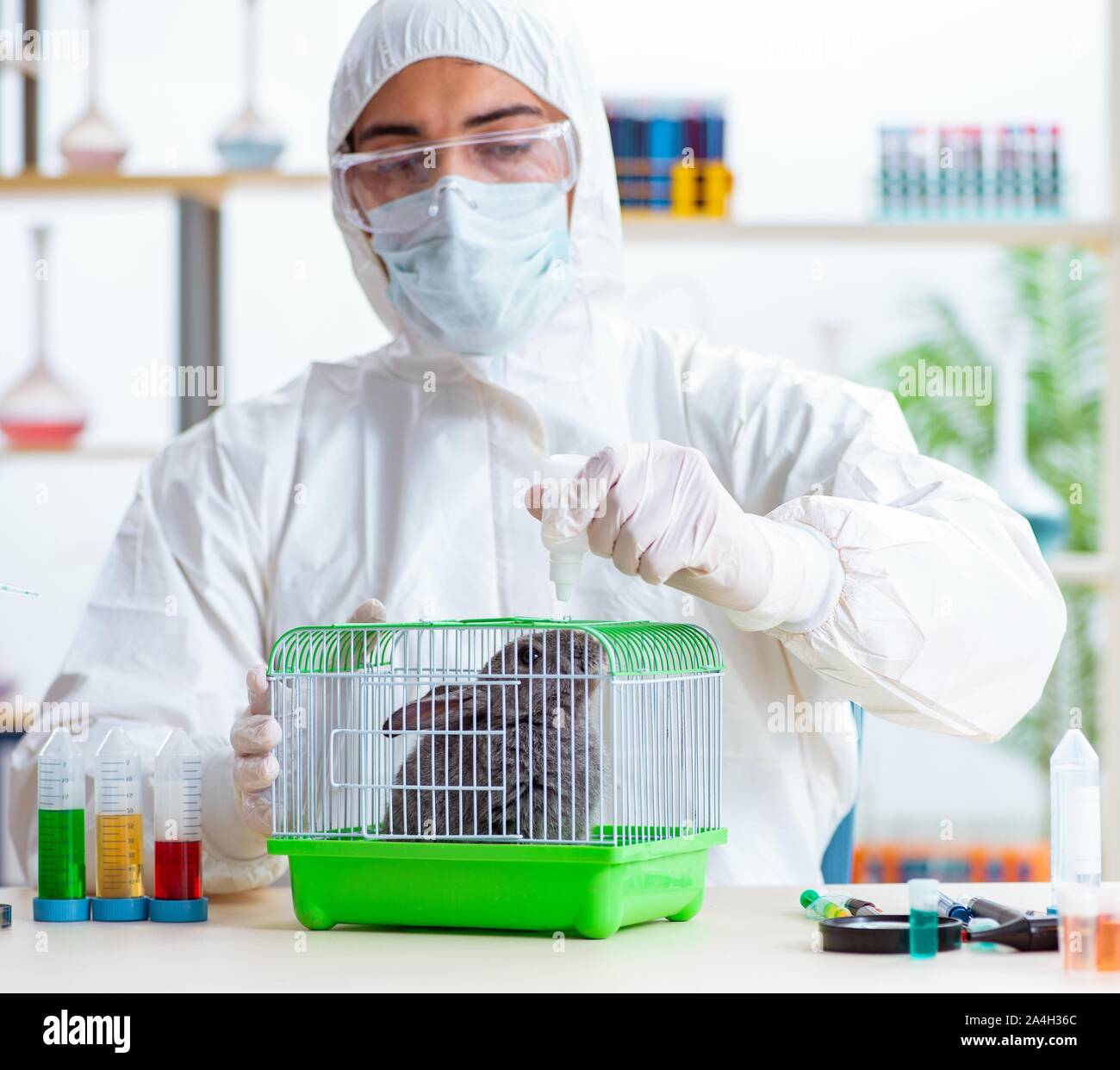 The scientist doing testing on animals rabbit Stock Photo - Alamy