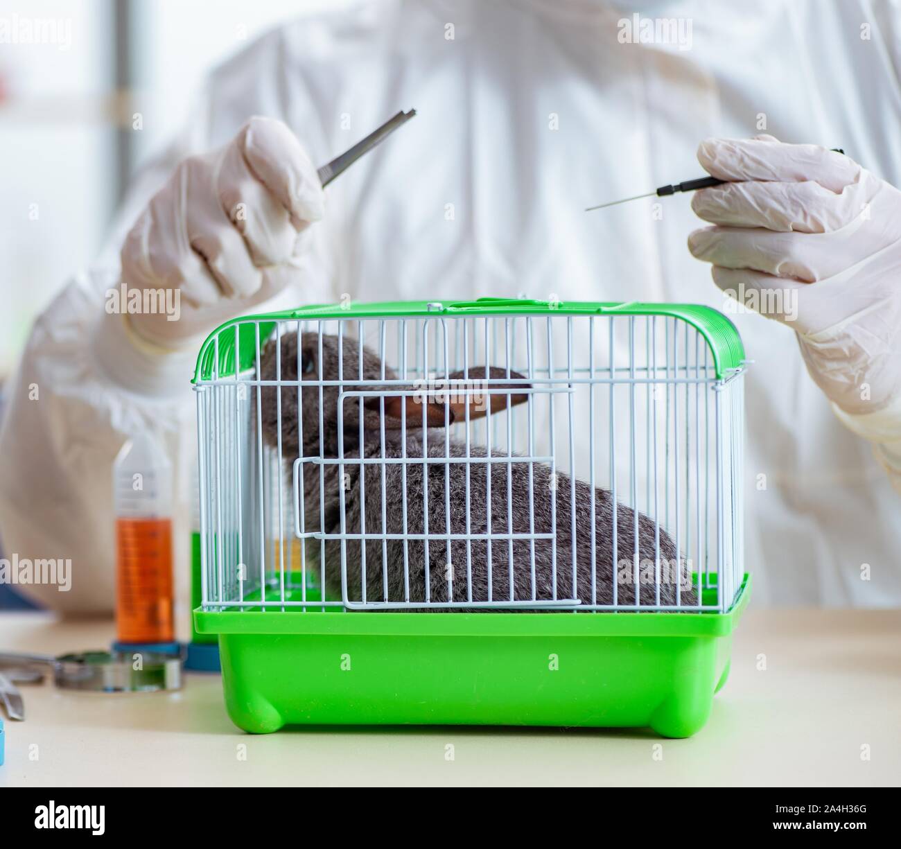 The scientist doing testing on animals rabbit Stock Photo - Alamy