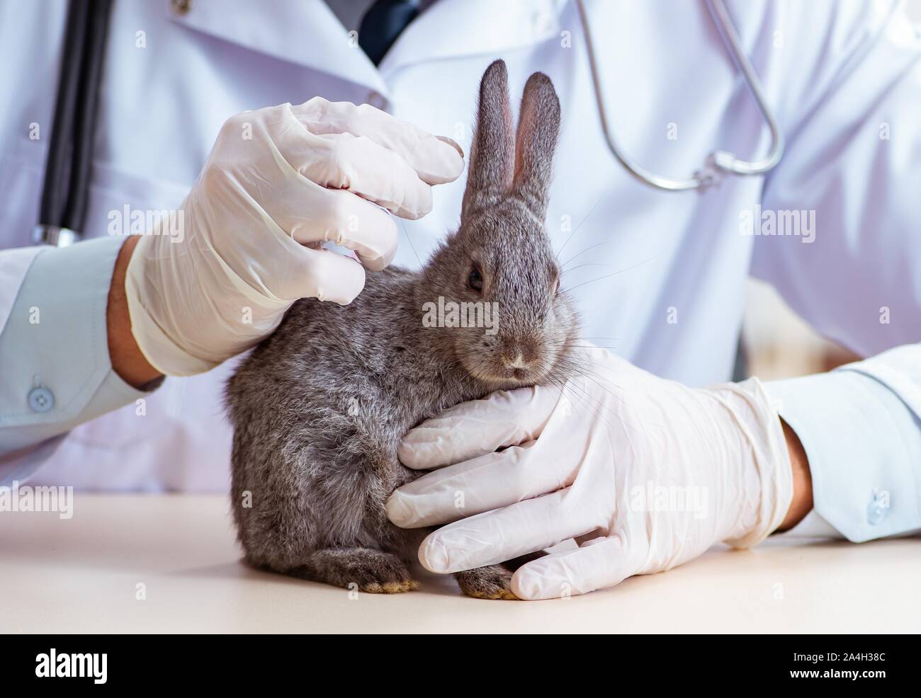 The vet doctor checking up rabbit in his clinic Stock Photo - Alamy