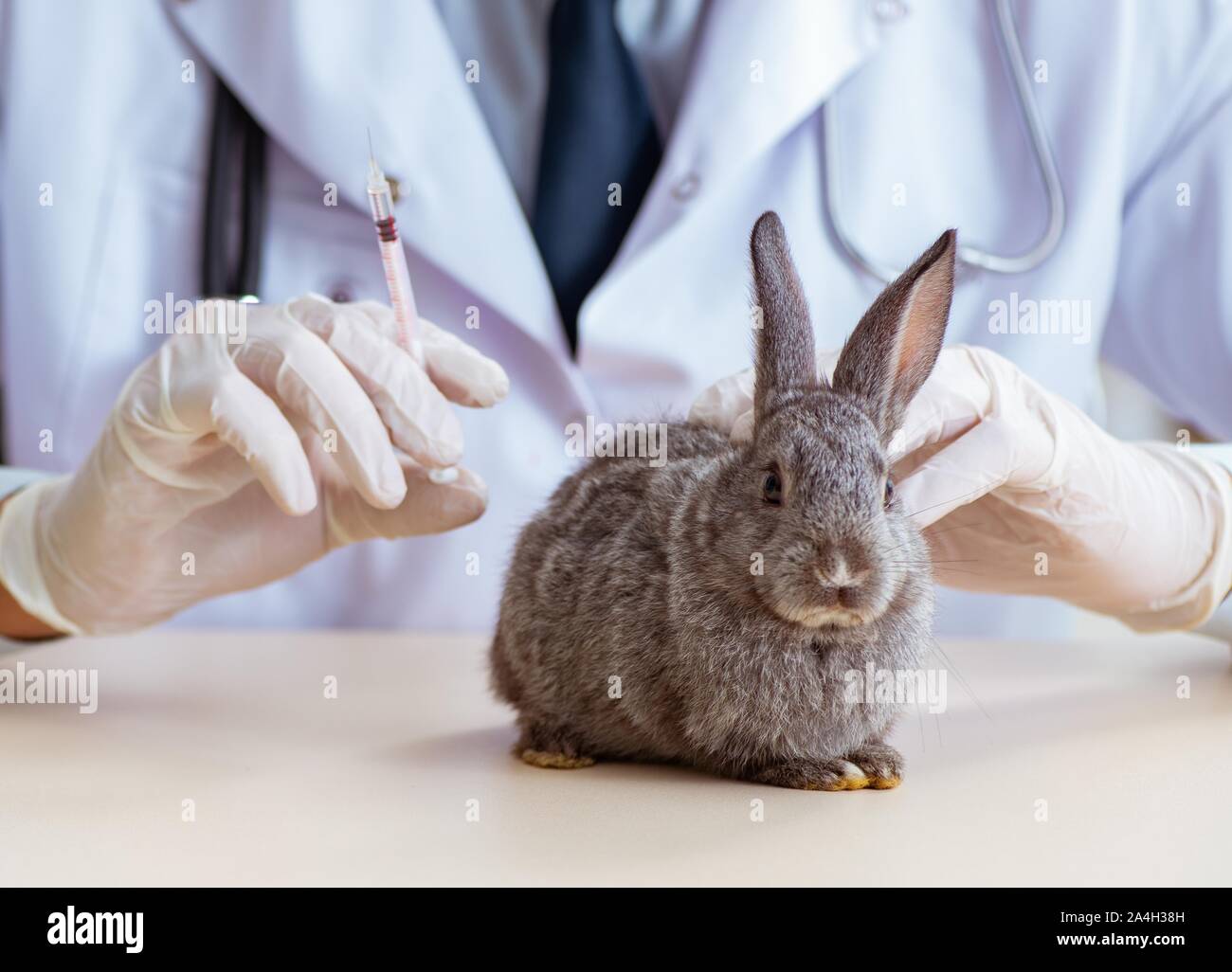 The vet doctor checking up rabbit in his clinic Stock Photo - Alamy