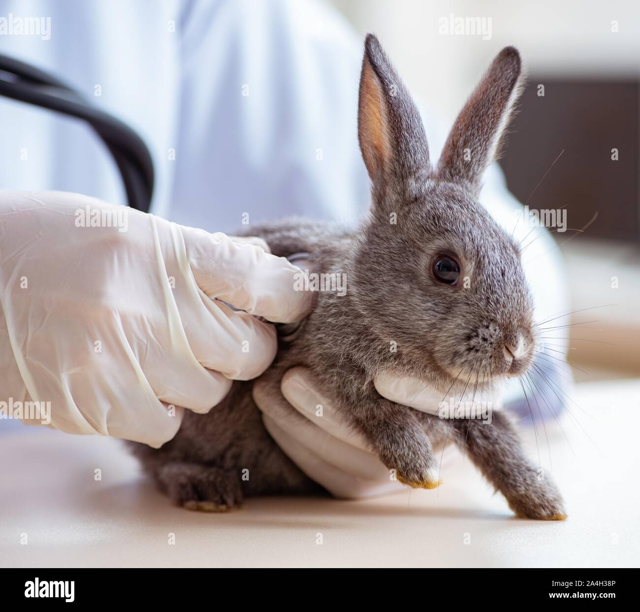 The vet doctor checking up rabbit in his clinic Stock Photo - Alamy