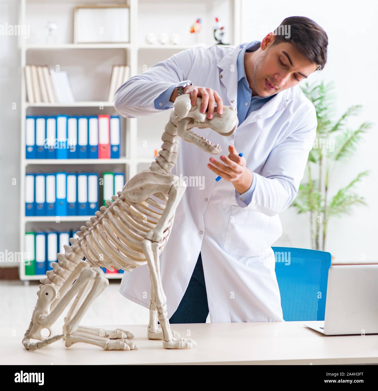 The doctor vet practicing on dog skeleton Stock Photo - Alamy