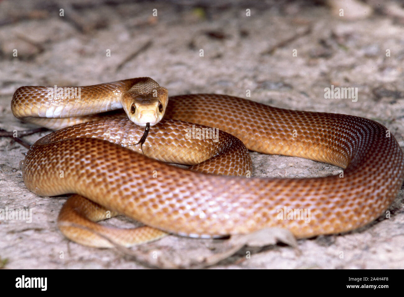 Coastal Taipan Snake High Resolution Stock Photography and Images - Alamy