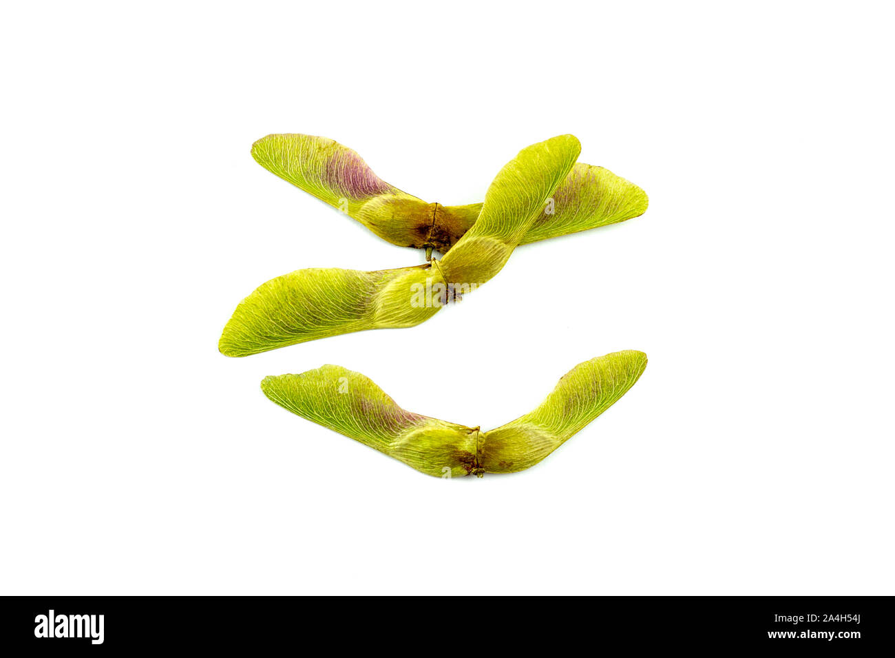 Isolated maple seed pods hi-res stock photography and images - Alamy