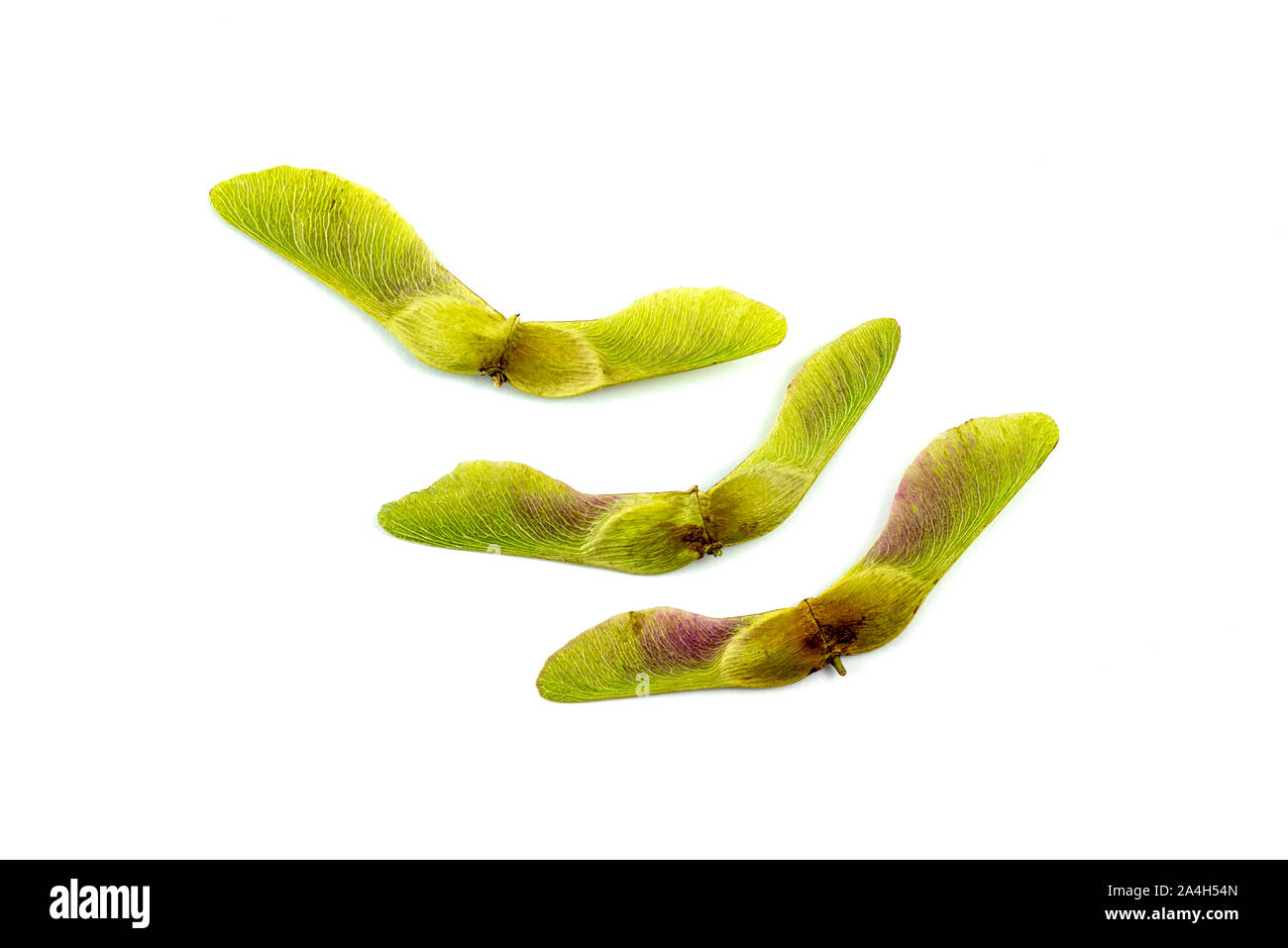 maple leaf seeds pods on white background Stock Photo - Alamy