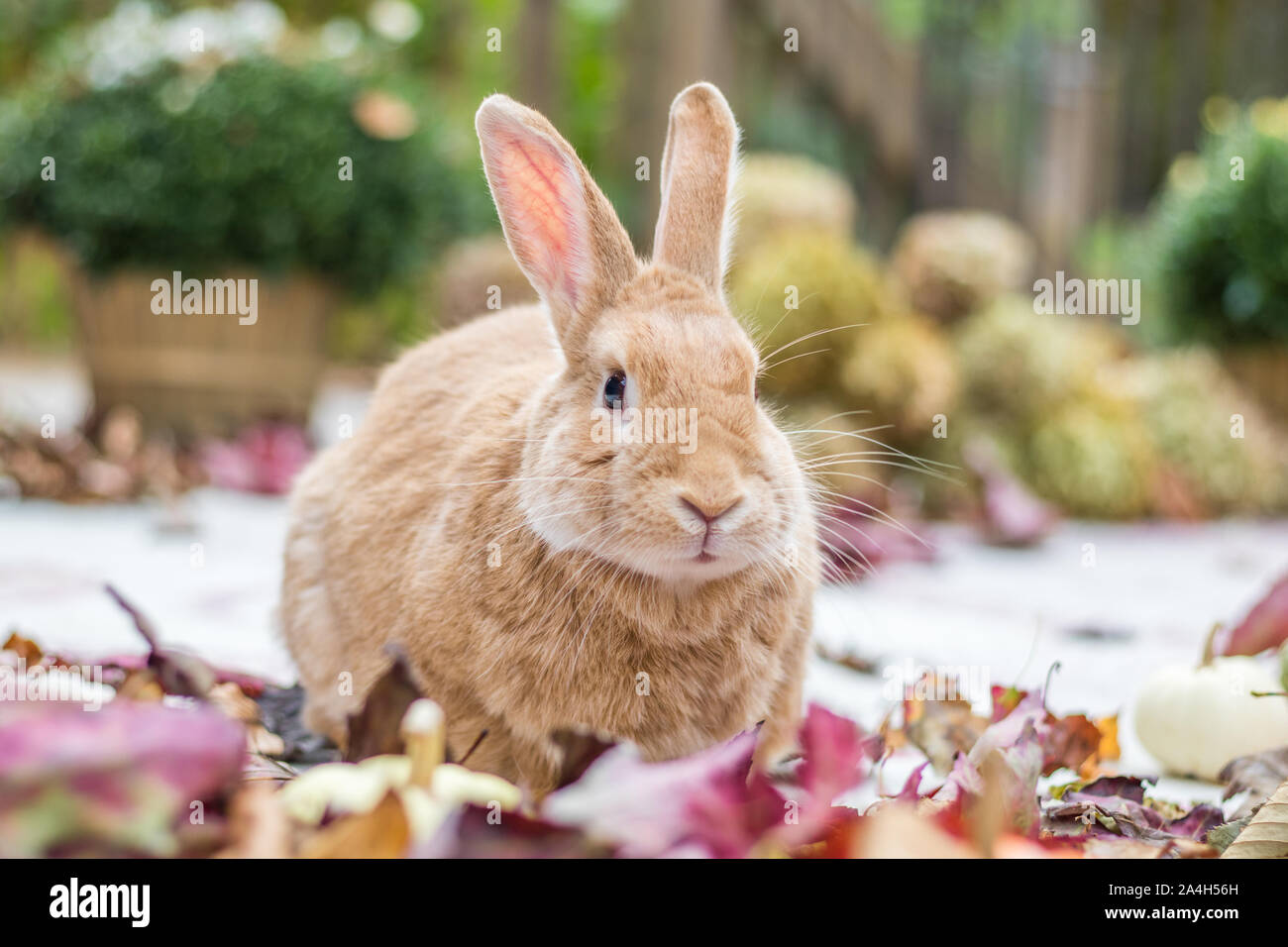 Fall scene with mums and pumpkins hi-res stock photography and images ...