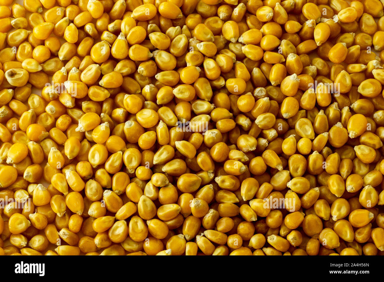 a group of dried corn kernels on white background Stock Photo - Alamy