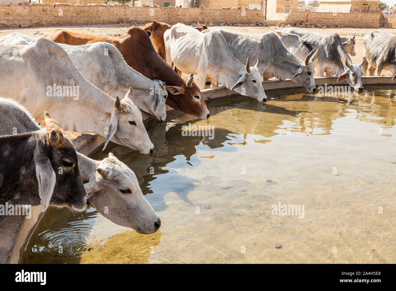 Cows take in some water at a small village (Kanoi) in the Thar Desert ...