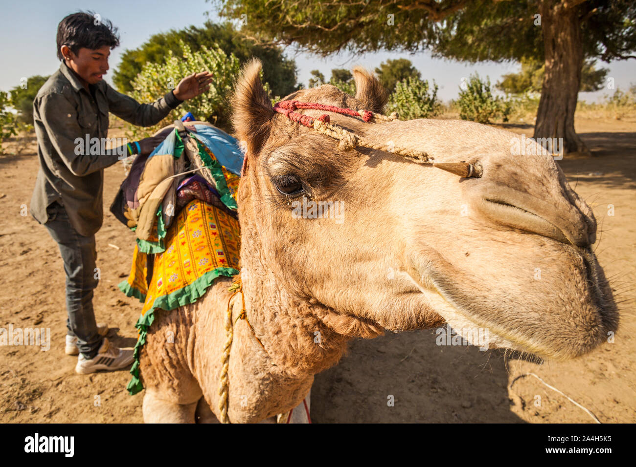 Camel drivers hi-res stock photography and images - Alamy