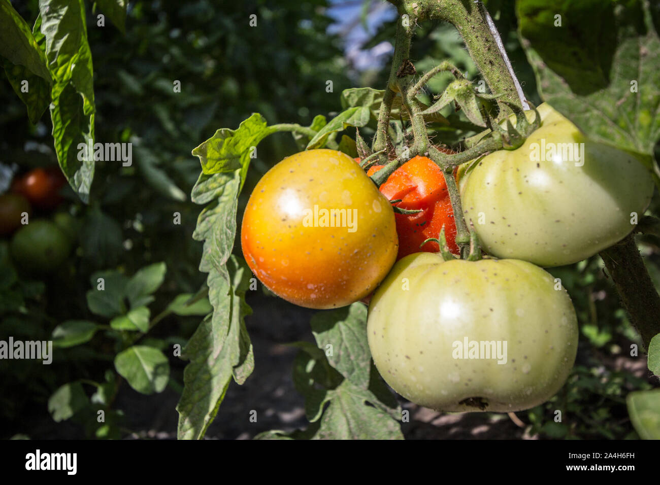 Beefsteak plant hi-res stock photography and images - Alamy