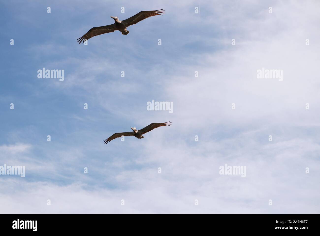 Two pelicans flying hi-res stock photography and images - Alamy