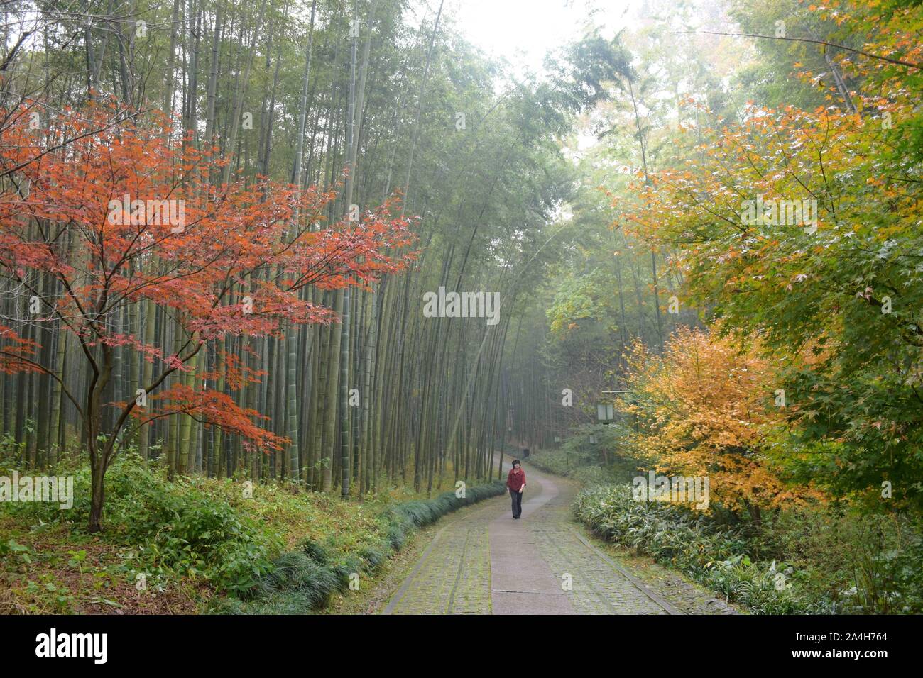 Yunxi bamboo trail hi-res stock photography and images - Alamy
