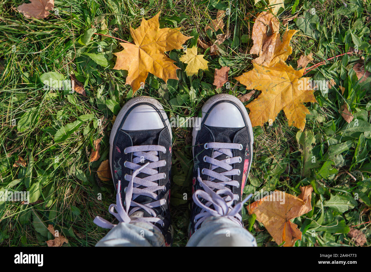 Feet in old sneakers on the fallen autumn maple leaves. Top view Stock ...