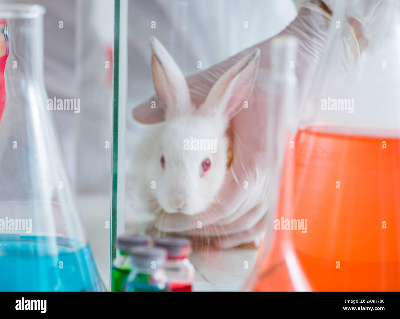 The white rabbit in scientific lab experiment Stock Photo - Alamy
