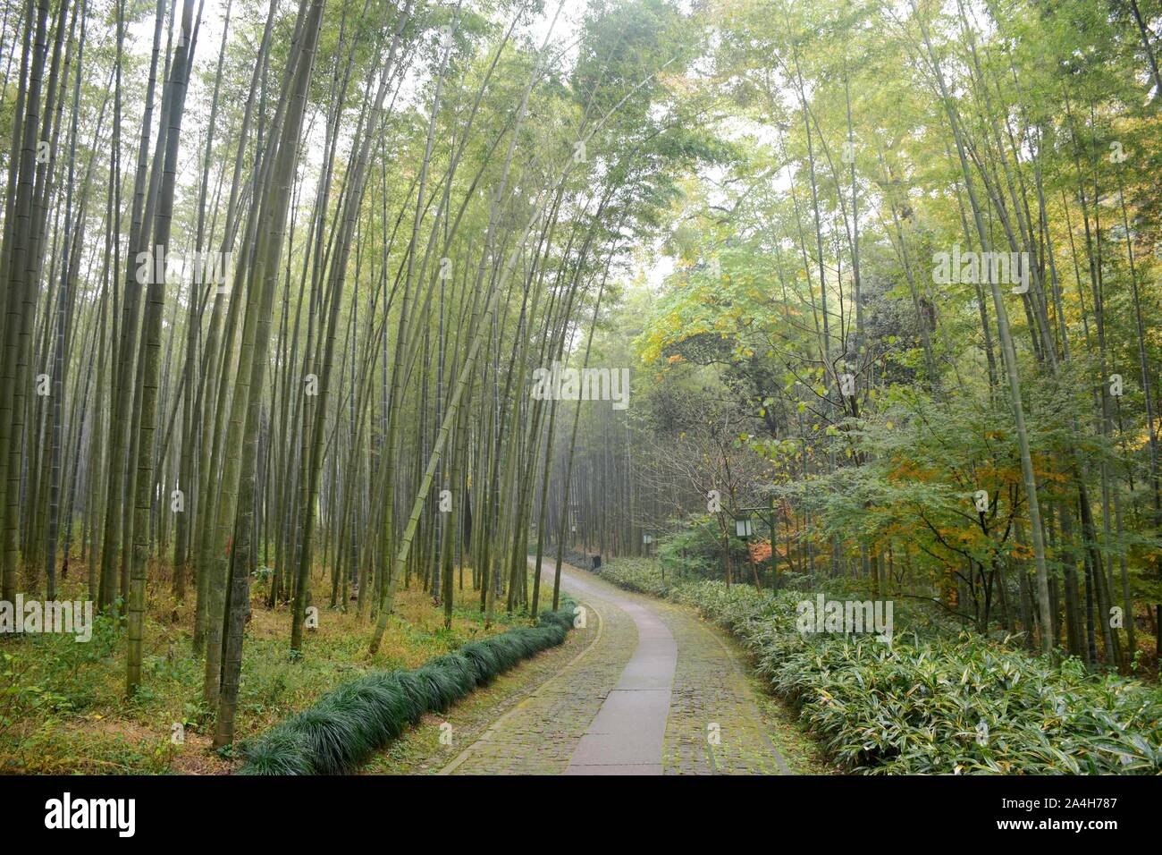 Yunxi bamboo trail hi-res stock photography and images - Alamy