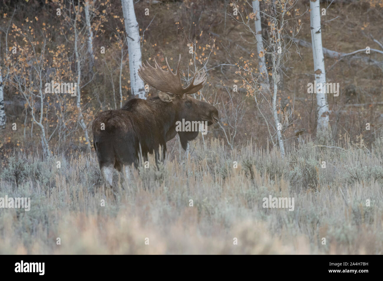 Large bull moose hi-res stock photography and images - Alamy