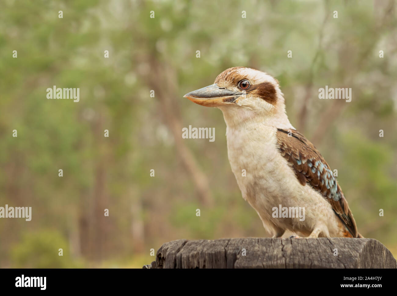 Australian iconic bird, the laughing Kookaburra, laughing jackass or ...