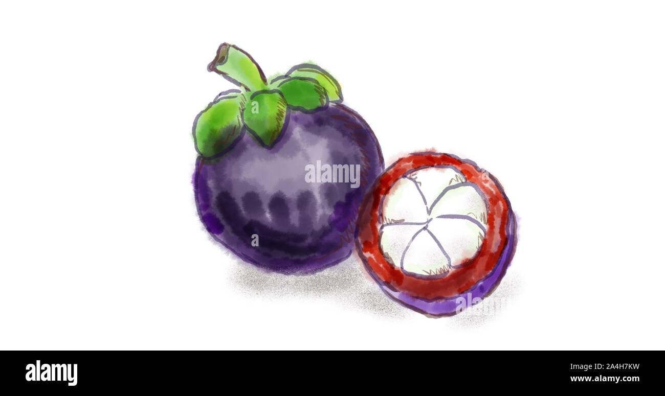 Watercolor drawing of a Mangosteen (Garcinia mangostana), also known as ...