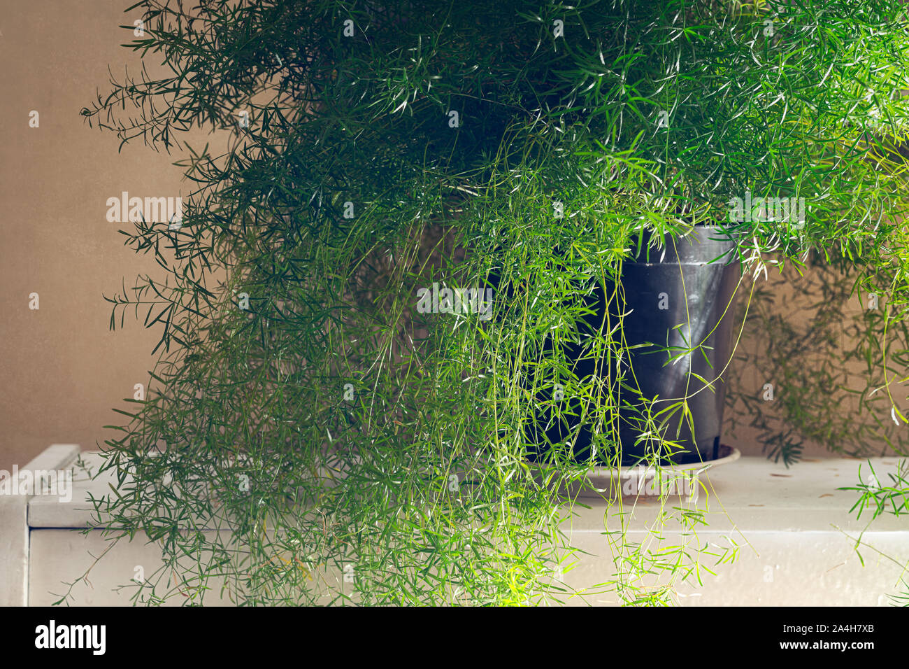 Asparagus fern hi-res stock photography and images - Alamy