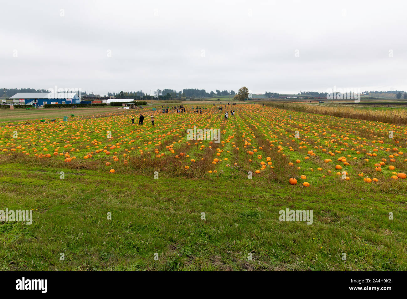 A pumpkin patch field full of ready to pick pumpkins to pick Stock ...