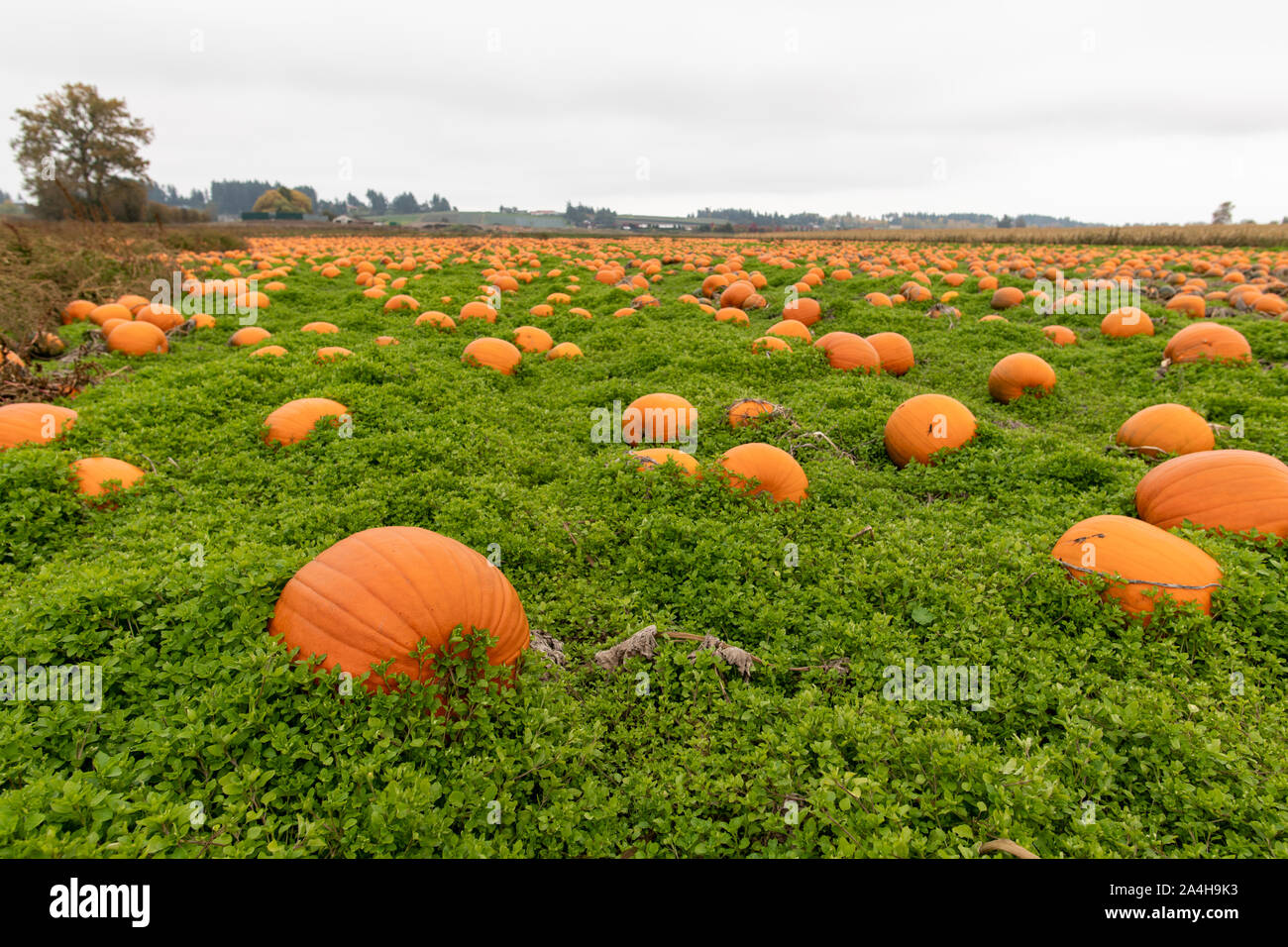 Pick pumpkins hi-res stock photography and images - Alamy
