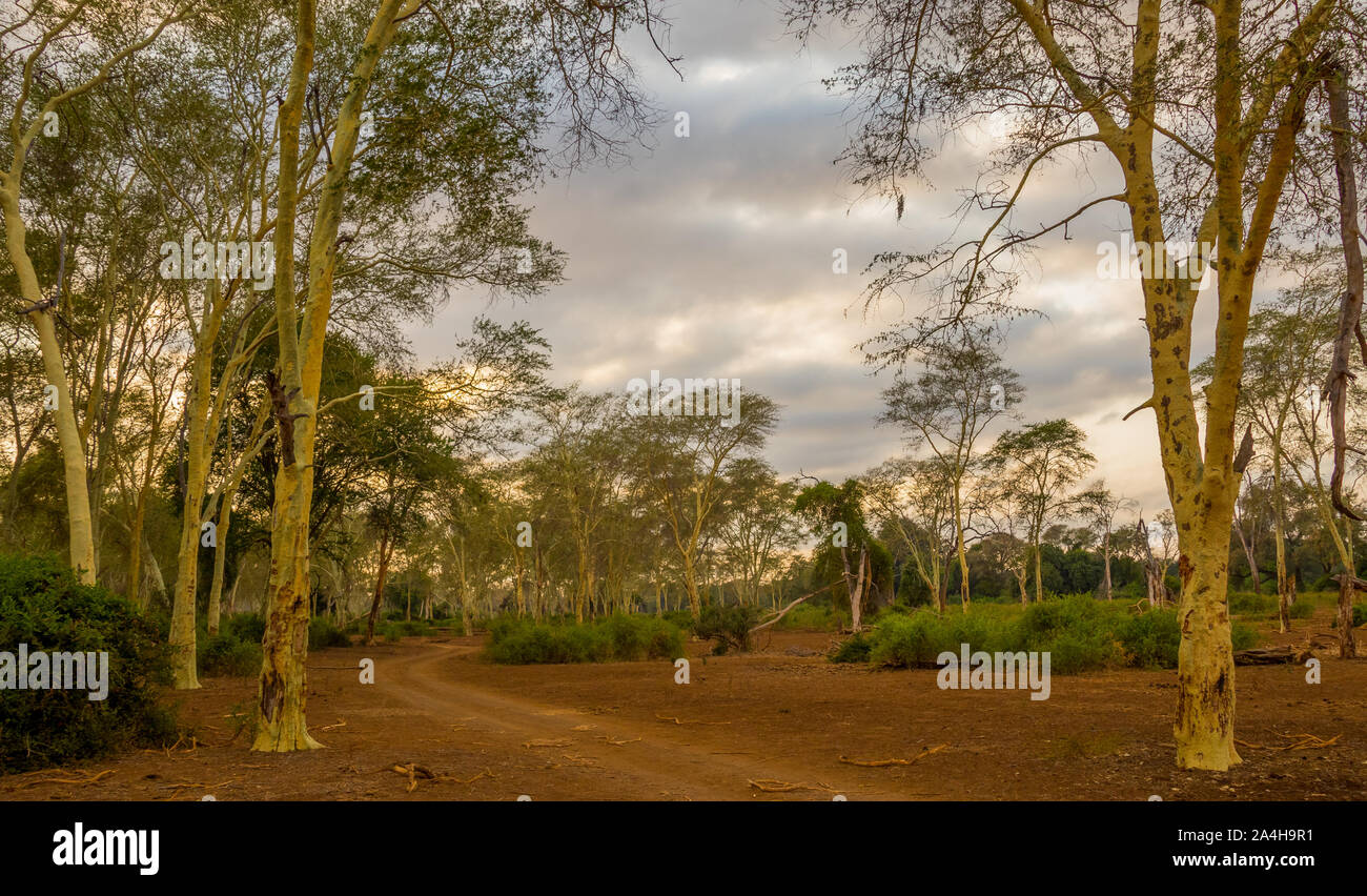 Fever tree forest in the Pafuri area in the northern part of the Kruger ...
