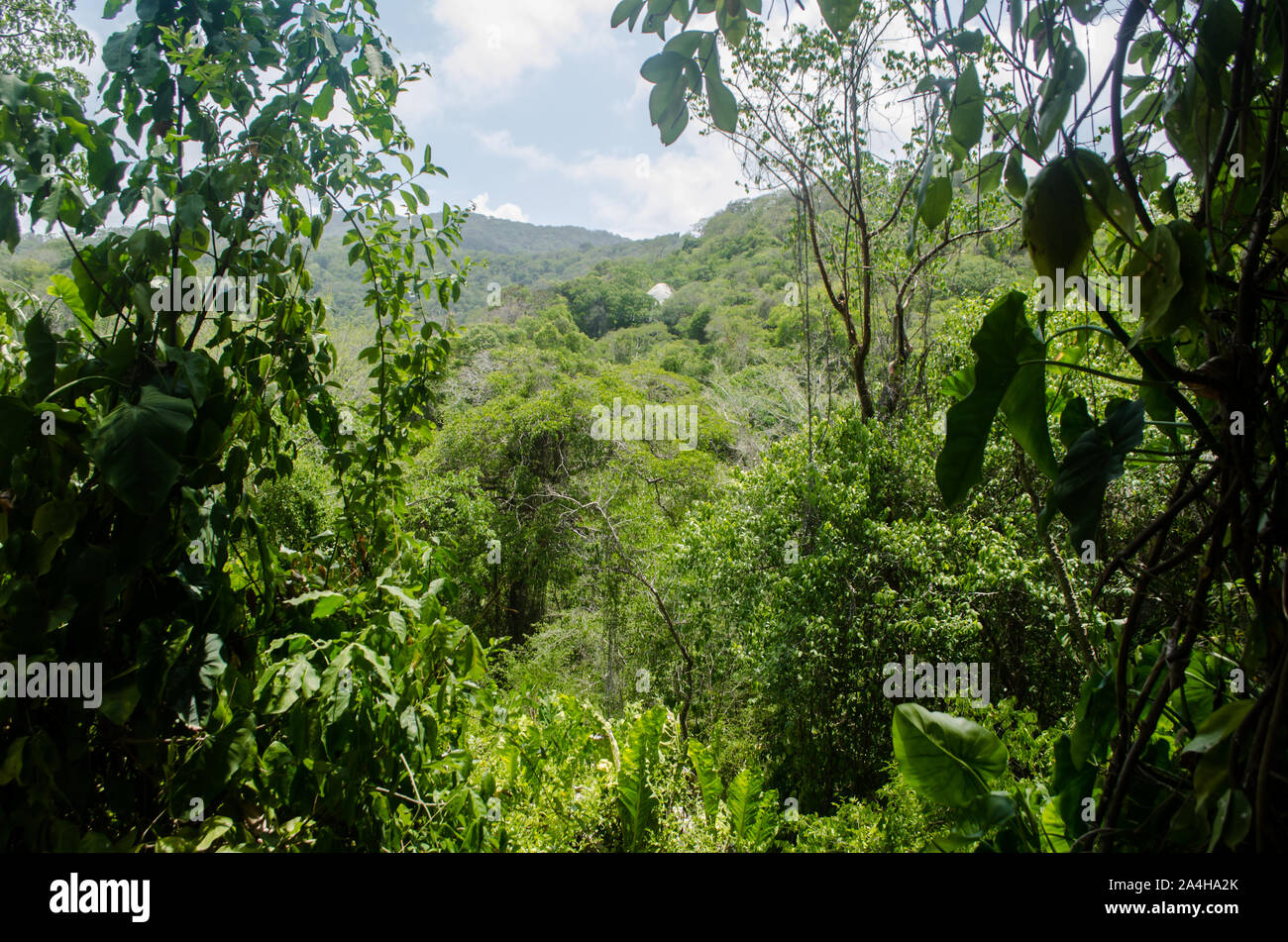 Bosques naturales de colombia hi-res stock photography and images - Alamy