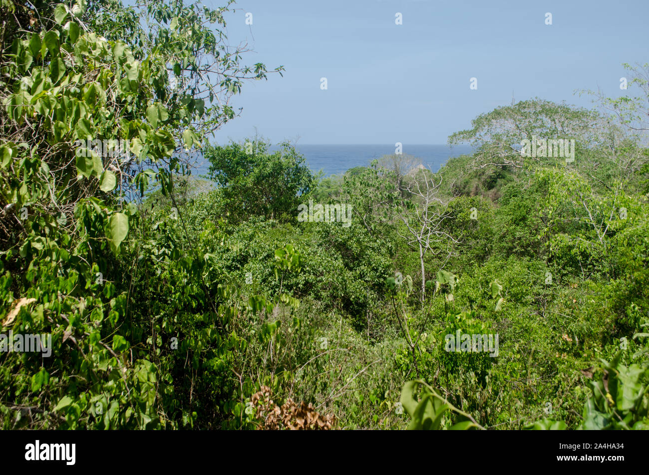 Bosques naturales de colombia hi-res stock photography and images - Alamy