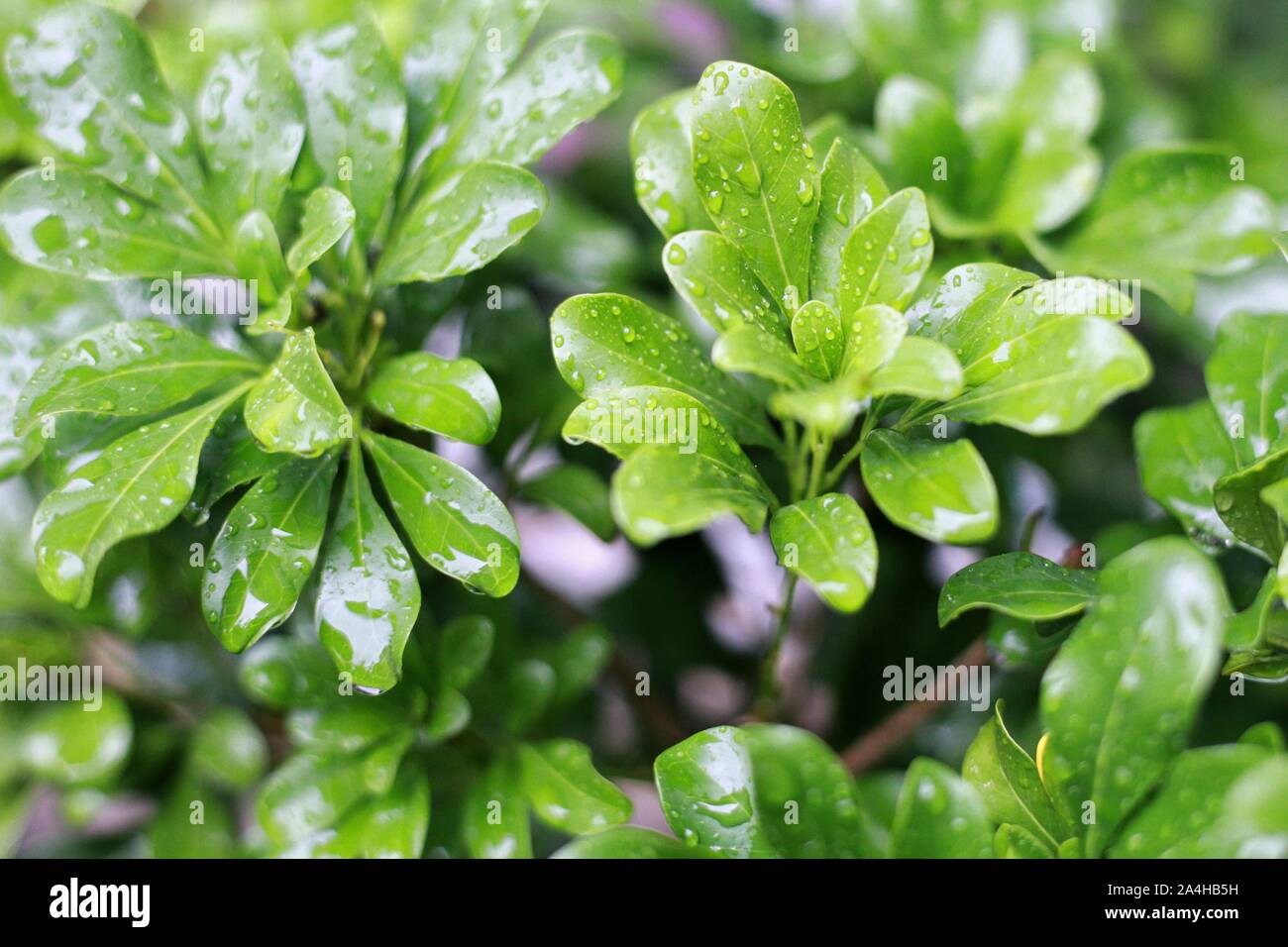 Hedge big green leaves hi-res stock photography and images - Alamy