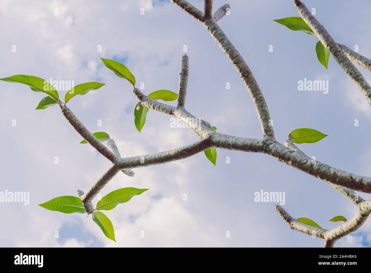 Tropical deciduous tree in dry season hi-res stock photography and ...
